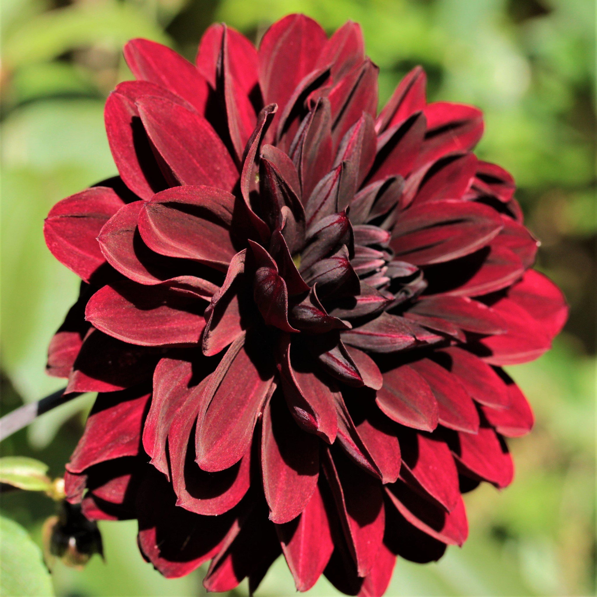 Pretty Purple Maroon Dahlia Bulbs For Sale | Arabian Night – Easy To ...