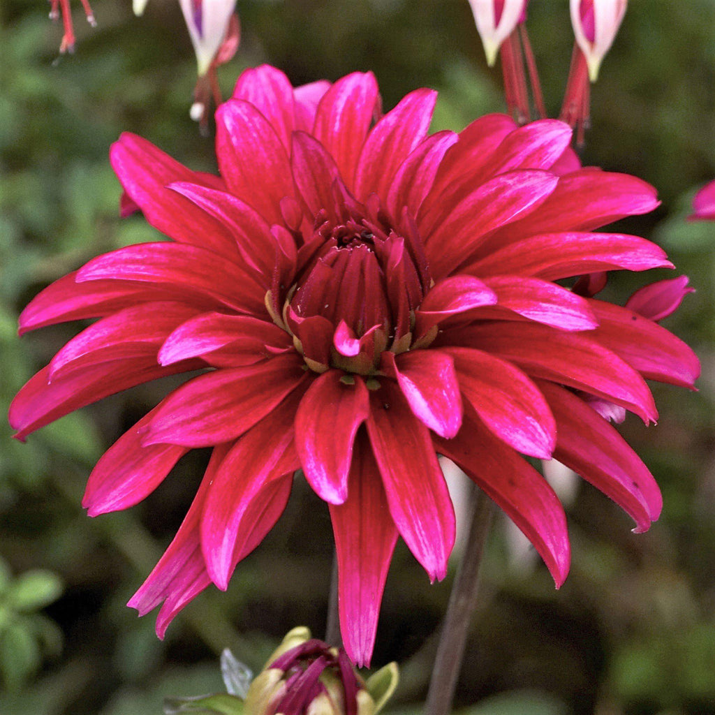 Dahlia Planting Guide – Easy To Grow Bulbs