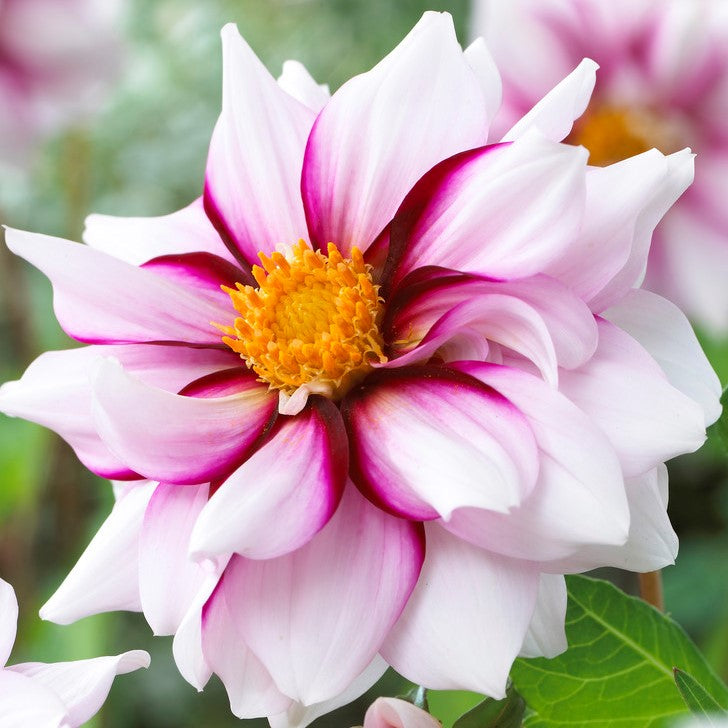 Pretty Red & White Dahlia Bulbs For Sale Online | Edge of Joy – Easy To ...