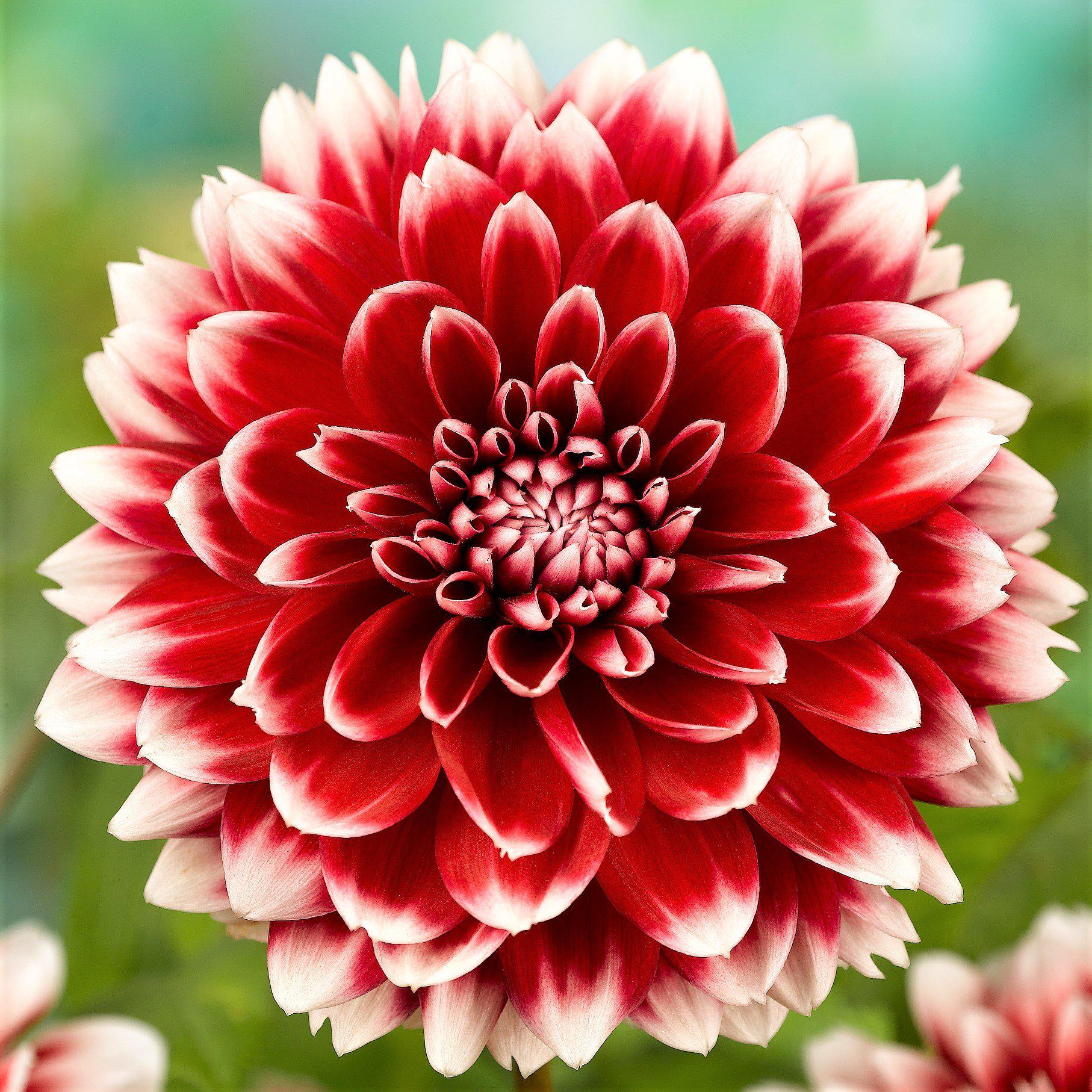 Red Dahlia Bouquet