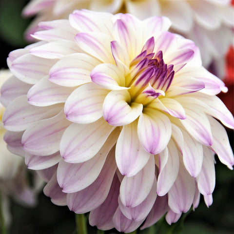 Dahlia Planting & Growing Guide - Easy to Grow – Easy To Grow Bulbs