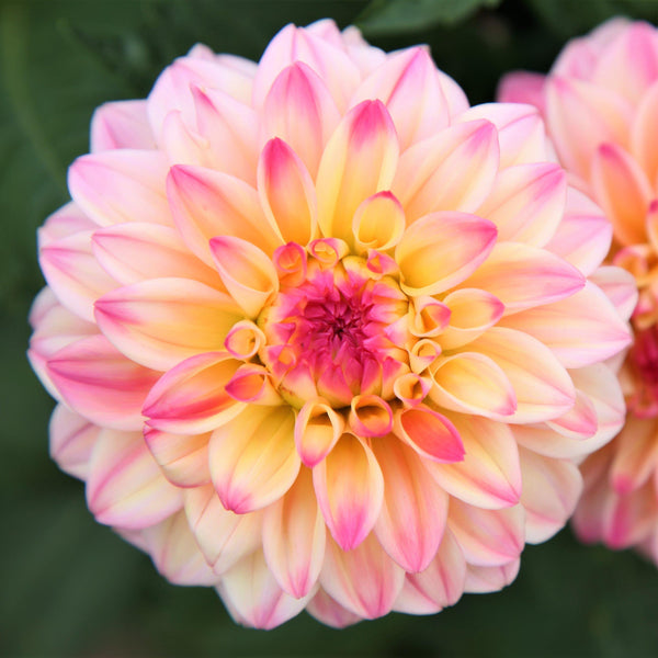 Dahlia Bulbs For Sale - Easy To Grow Bulbs