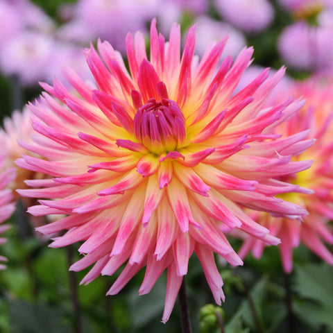 Dahlia Planting Guide – Easy To Grow Bulbs