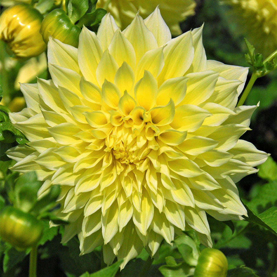 Dahlia Bulbs For Sale - Easy To Grow Bulbs