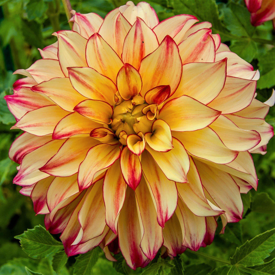 Easy To Grow - Buy Flower Bulbs & Plants Online! – Easy To Grow Bulbs