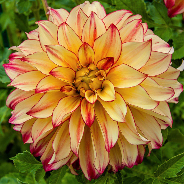 Dahlia Planting Guide – Easy To Grow Bulbs