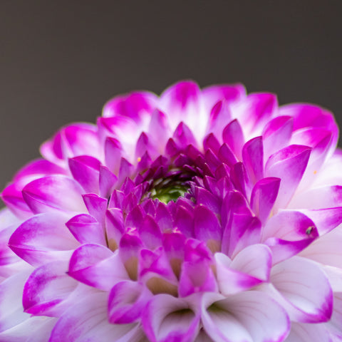 Dahlia Bulbs For Sale - Easy To Grow Bulbs