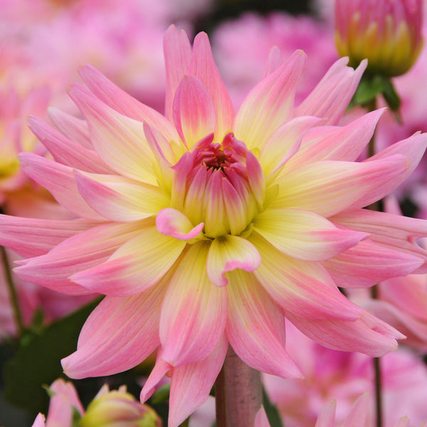 Dahlia Planting Guide – Easy To Grow Bulbs