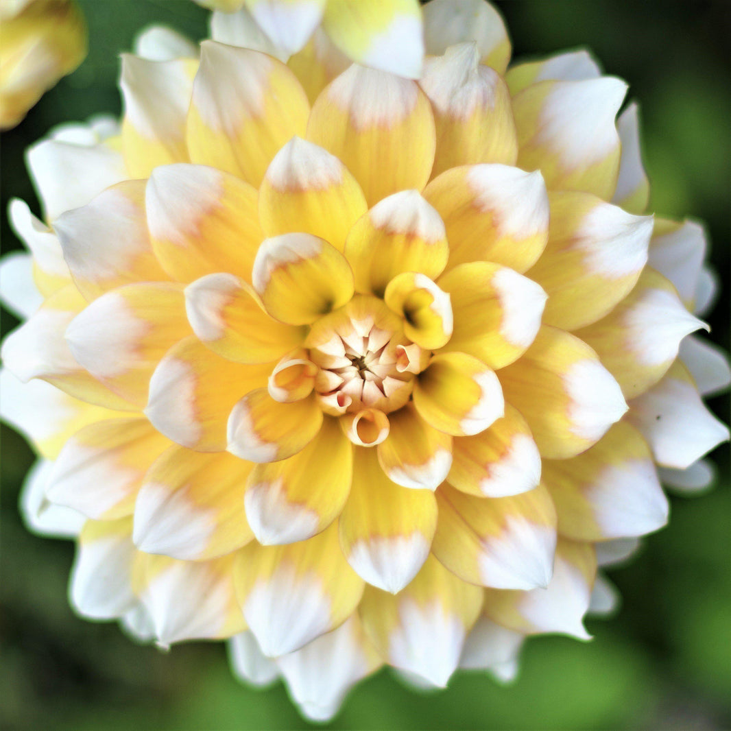 Dahlia Bulbs For Sale - Easy To Grow Bulbs