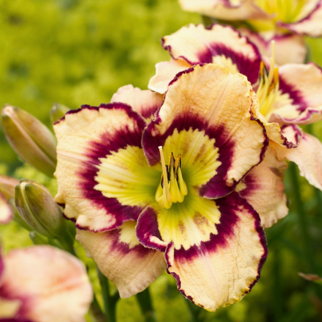 Daylily Plants Online from Easy to Grow – Easy To Grow Bulbs