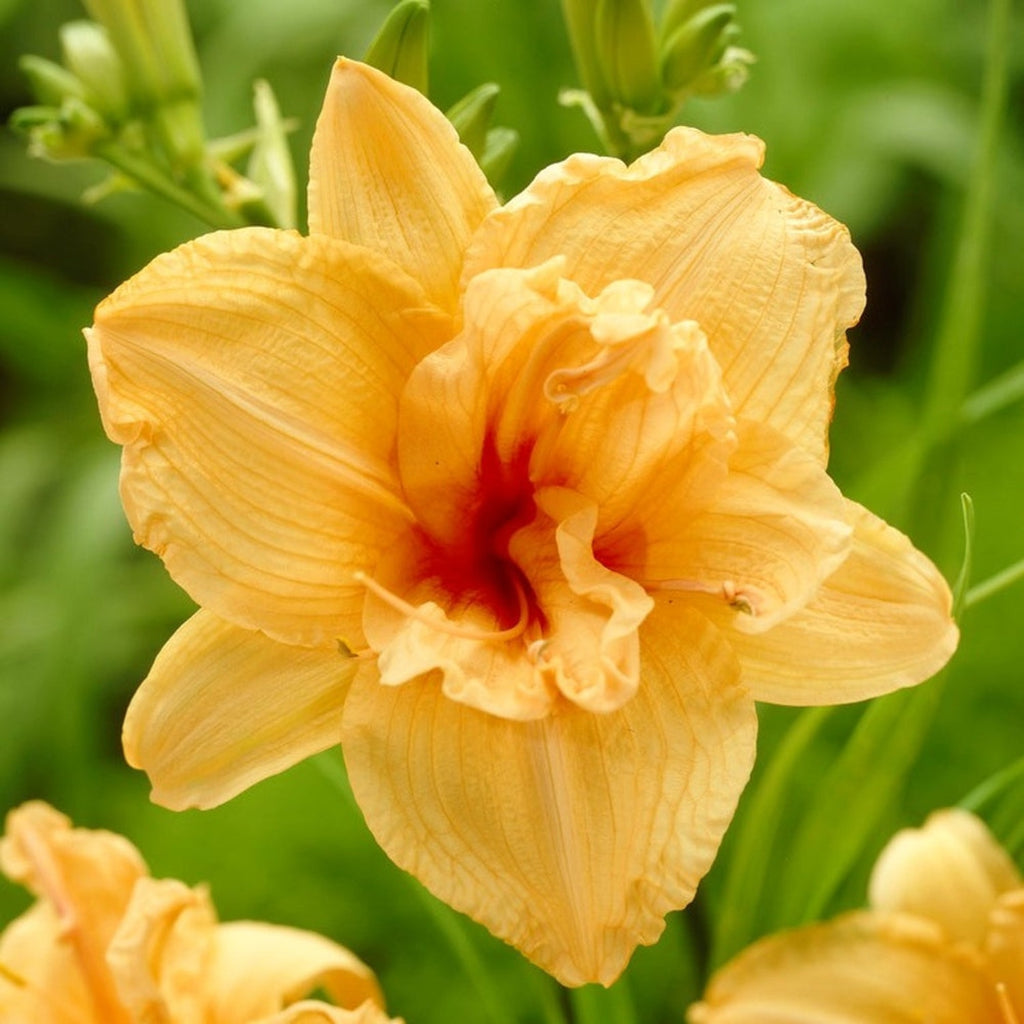 Buy Daylily Bulbs Online - Easy to Grow™ – Easy To Grow Bulbs