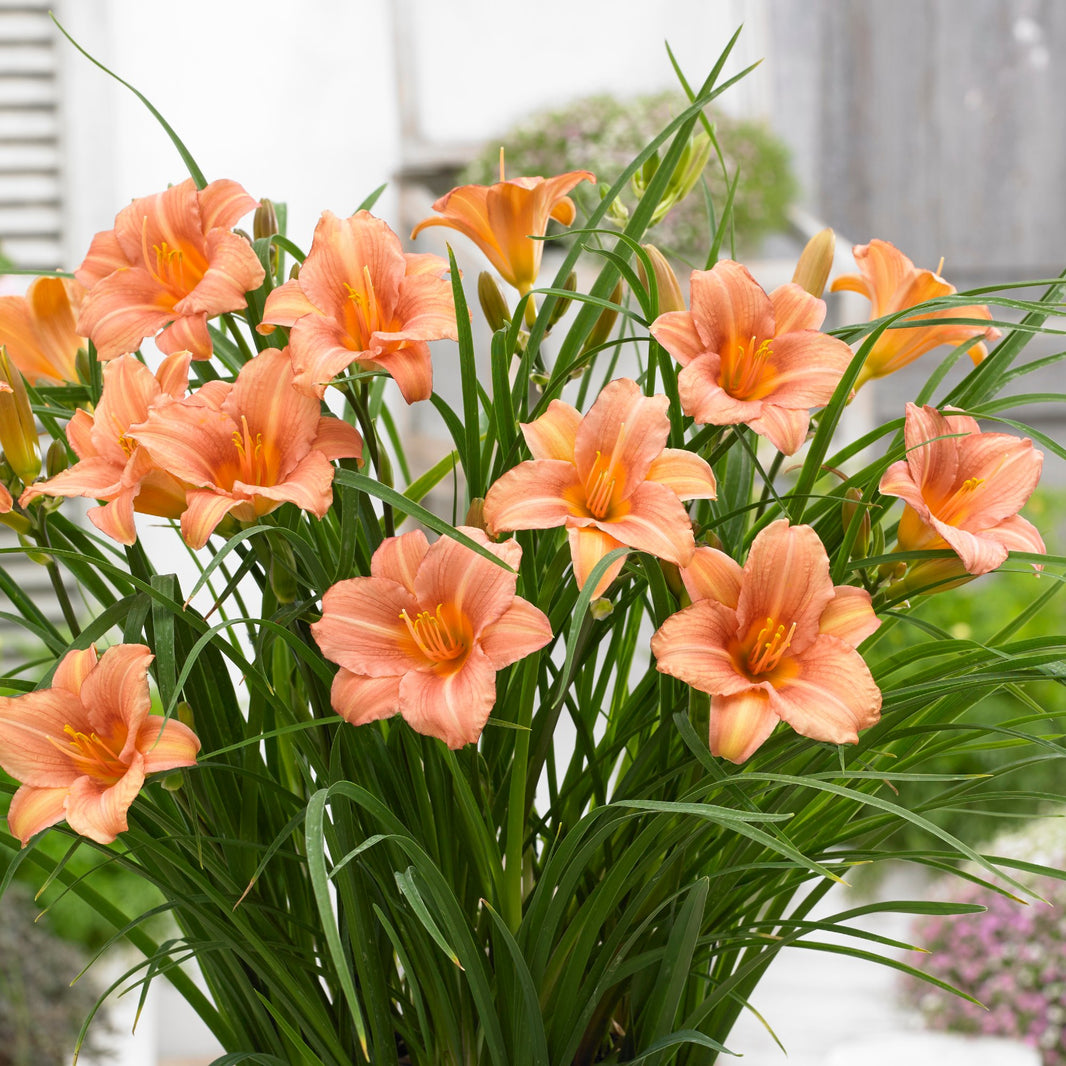 Daylily Plants Online from Easy to Grow – Easy To Grow Bulbs