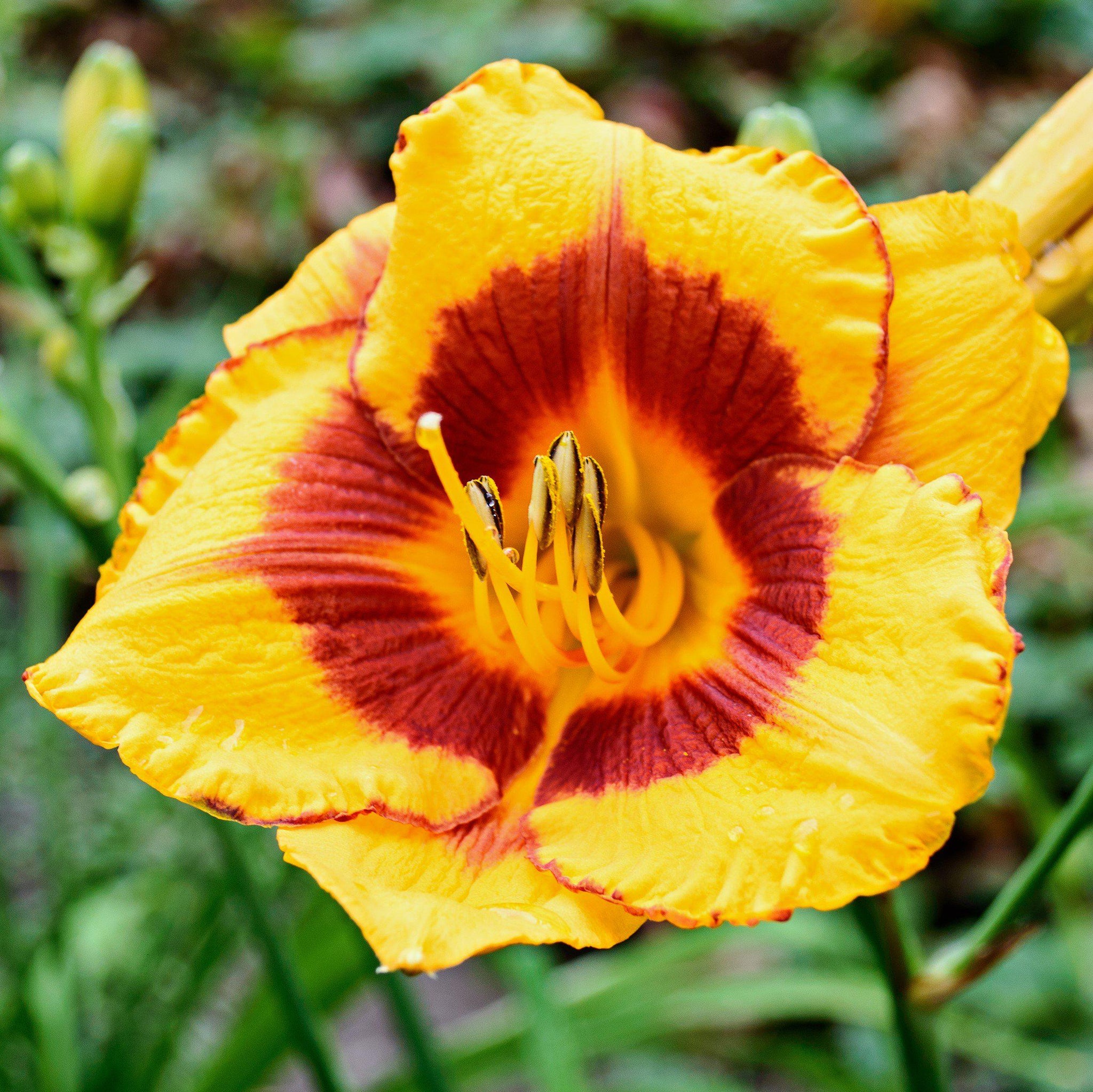 Colorful Mixed Daylily Plants For Sale | Bumper Crop Mix (10) – Easy To ...