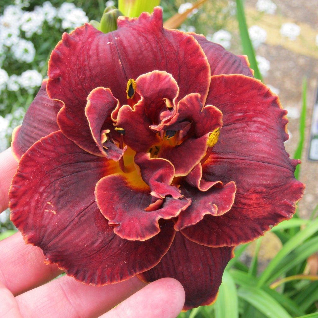 Daylily Night Embers (Double) | Easy To Grow Bulbs