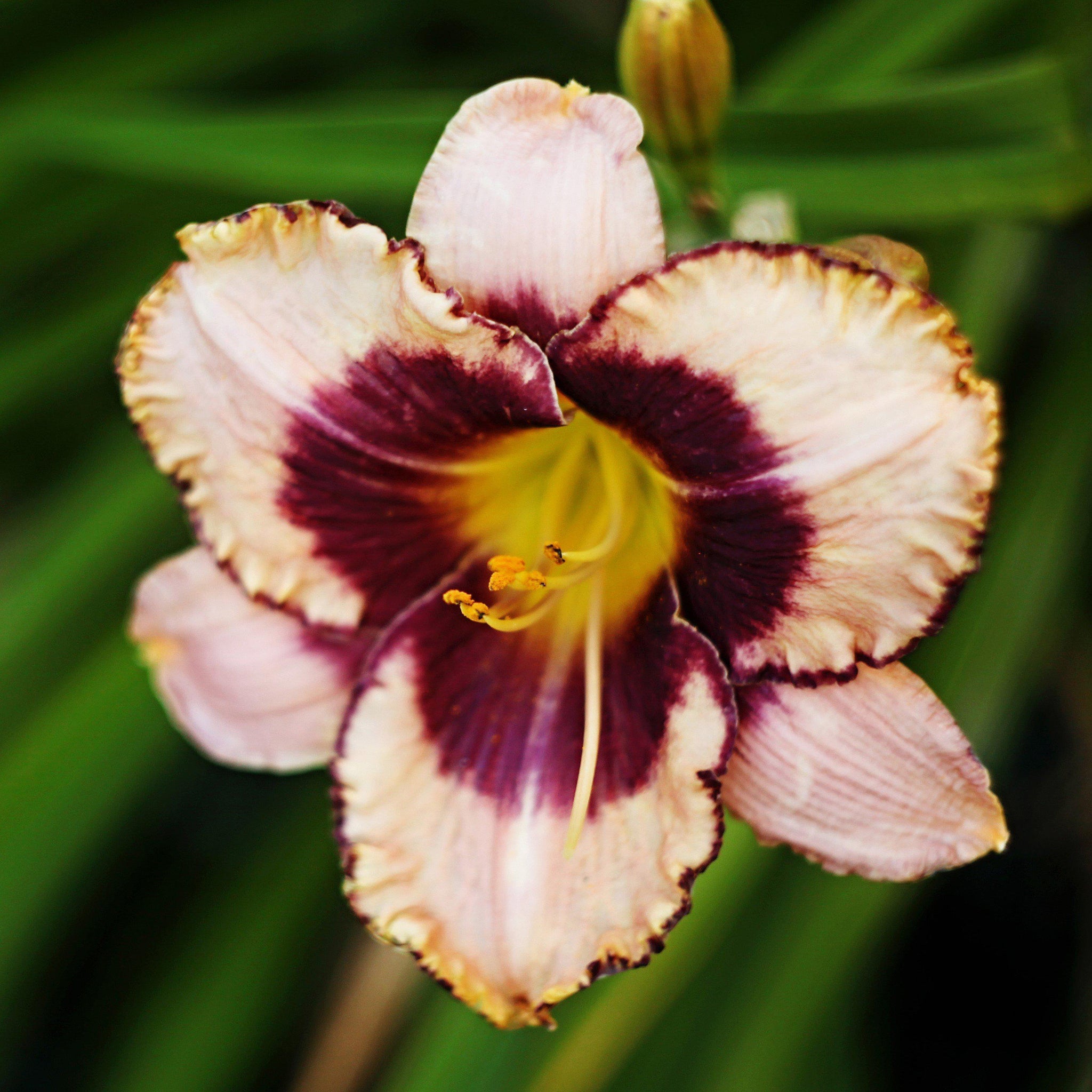 Colorful Mixed Daylily Plants For Sale | Bumper Crop Mix (10) – Easy To ...