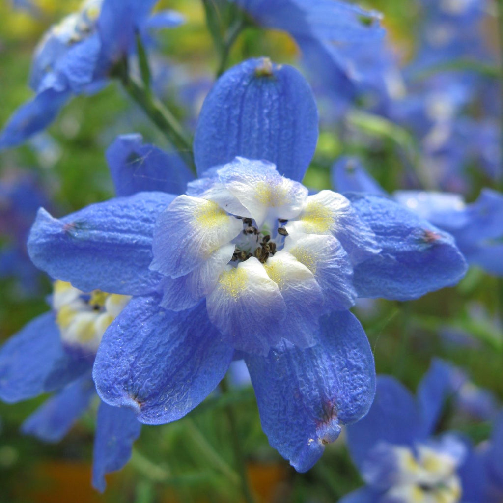 Colorful Starter Plant For Sale Online | Delphinium (Larkspur) – Easy ...