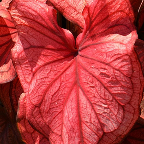Caladium Bulbs For Sale – Easy To Grow Bulbs