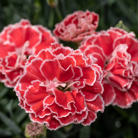 Dianthus – Easy To Grow Bulbs
