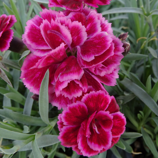Romantic Colors – Tagged "Category_Dianthus" – Easy To Grow Bulbs
