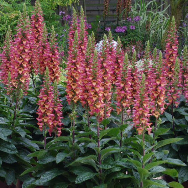 Foxglove Planting Guide - Easy to Grow Bulbs – Easy To Grow Bulbs