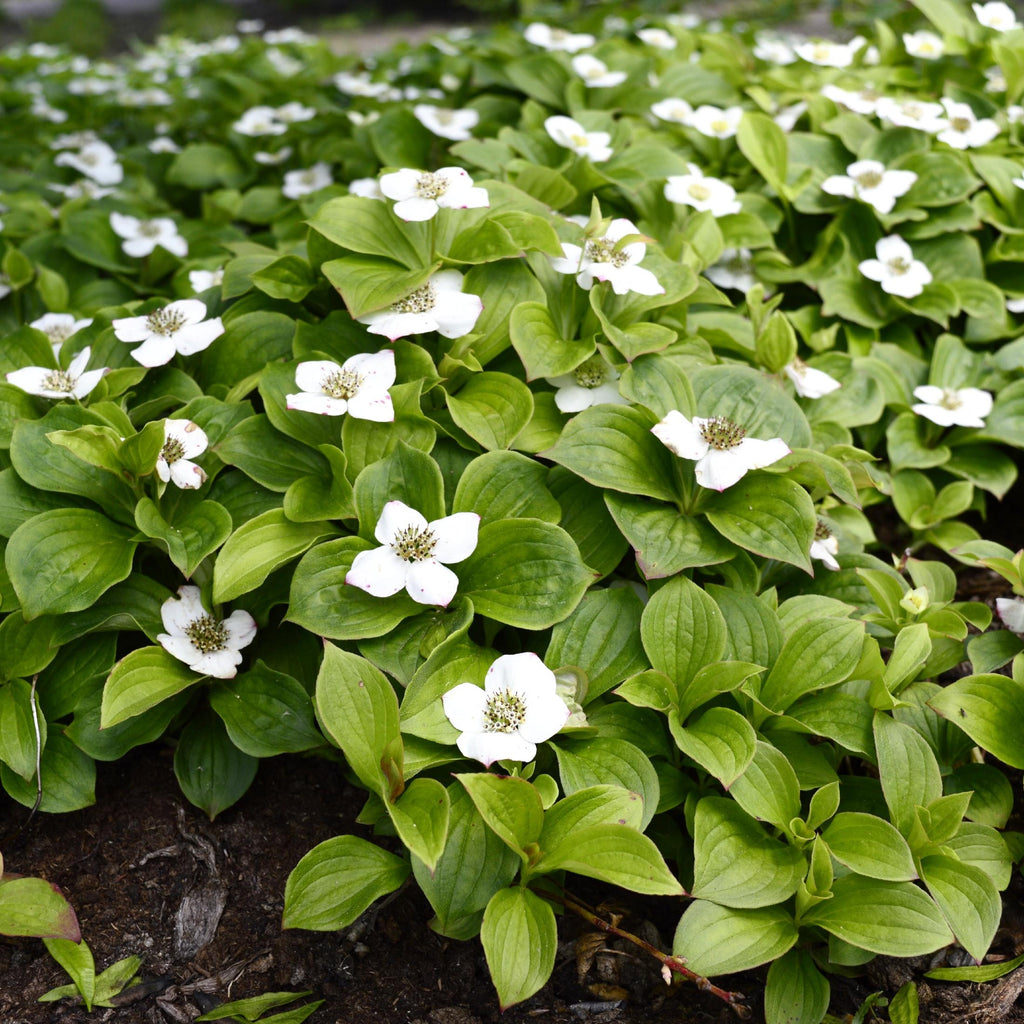 Canada National Flower