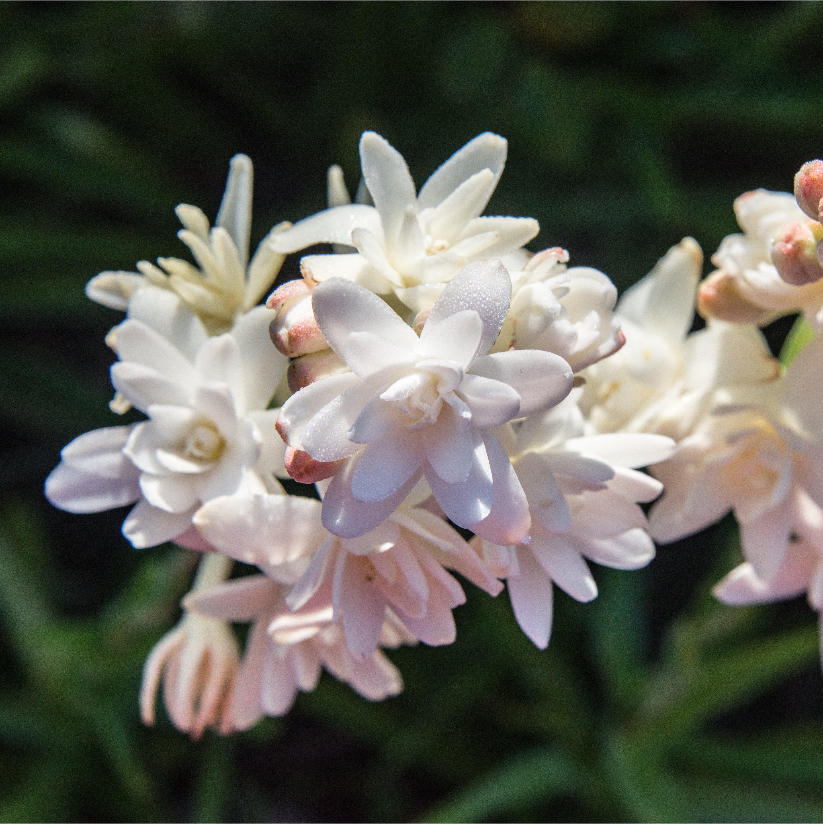 Pretty Pink Tuberose Bulbs for Sale Online | Pink Sapphire – Easy To ...
