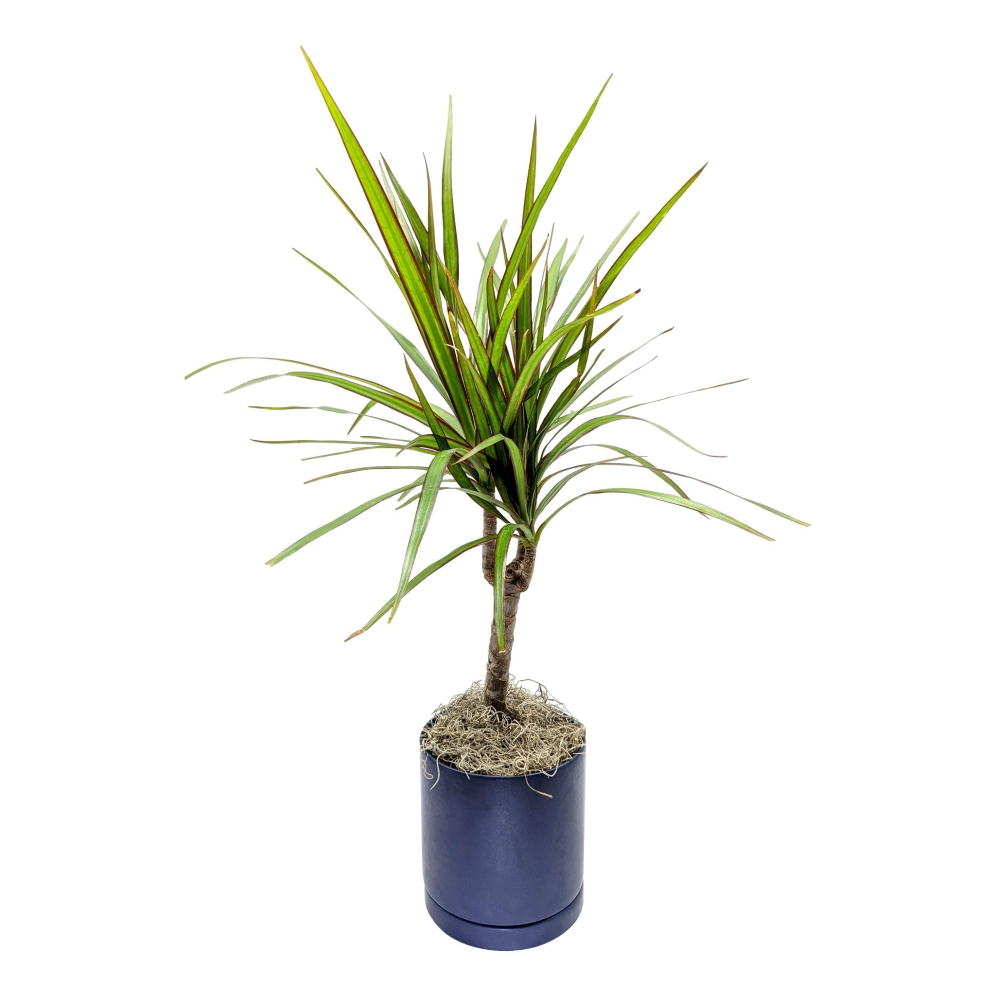 Dracaena - Marginata Cane Houseplant – Easy To Grow Bulbs