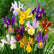 Exuberant Dutch Iris Bulbs For Sale Online | Spring Sparkle Mix – Easy ...