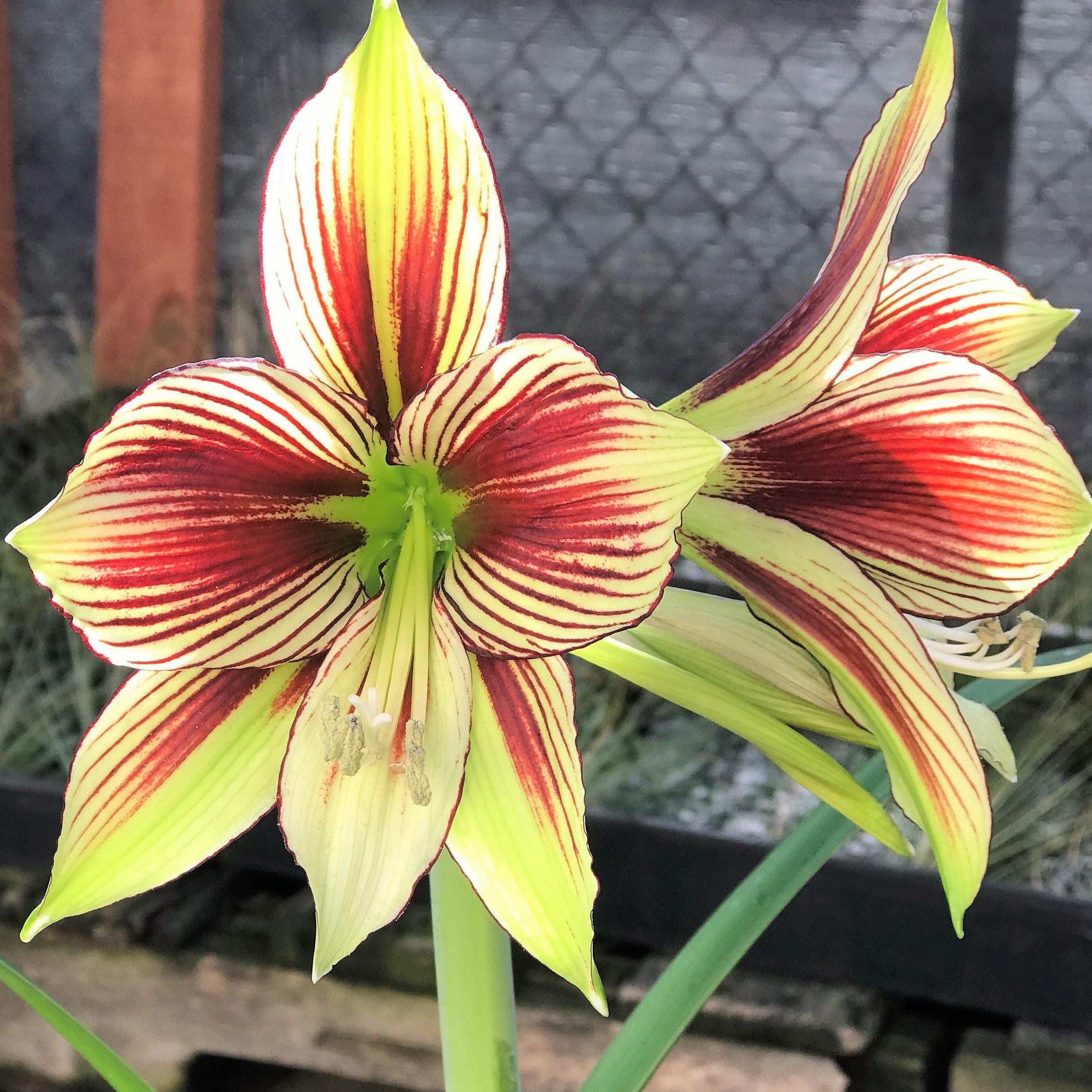 Green & Burgundy Amaryllis Bulbs for Sale | Papilio (Butterfly) – Easy ...