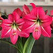 Pink Amaryllis Bulbs For Sale Online | Amaryllis Pink Flush – Easy To ...