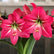 Pink Amaryllis Bulbs For Sale Online | Amaryllis Pink Flush – Easy To ...