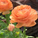 Italian Ranunculus Bulbs for Sale Online | Elegance Salmon – Easy To ...