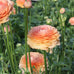 Italian Ranunculus Bulbs for Sale Online | Elegance Salmon – Easy To ...