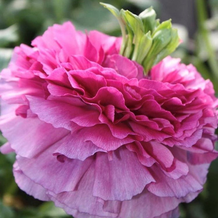 Buy Italian Ranunculus Online – Easy To Grow Bulbs