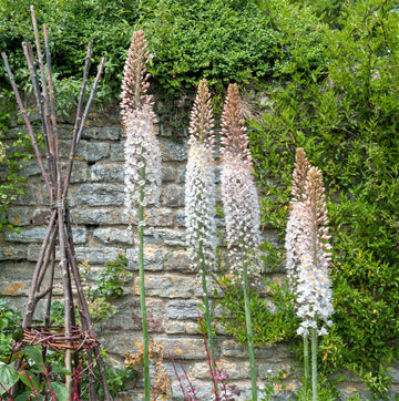 Eremurus Planting & Growing Guide - Easy to Grow – Easy To Grow Bulbs