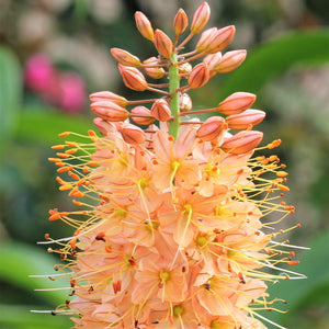 Gorgeous & Vibrant Eremurus Roots for Sale Online – Easy To Grow Bulbs