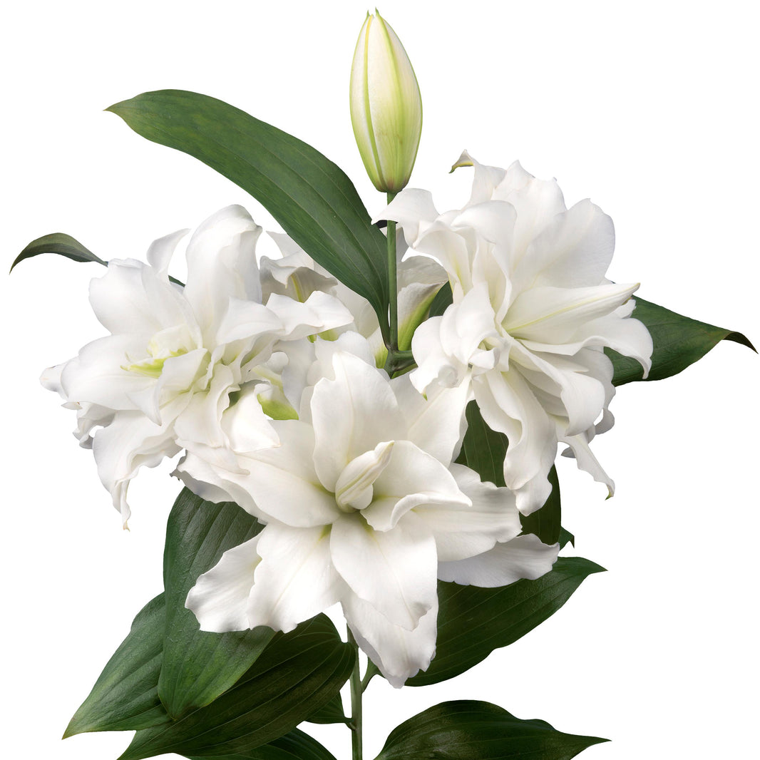 Plant an Experience with Fragrant Flowers | Easy to Grow Bulbs – Easy ...