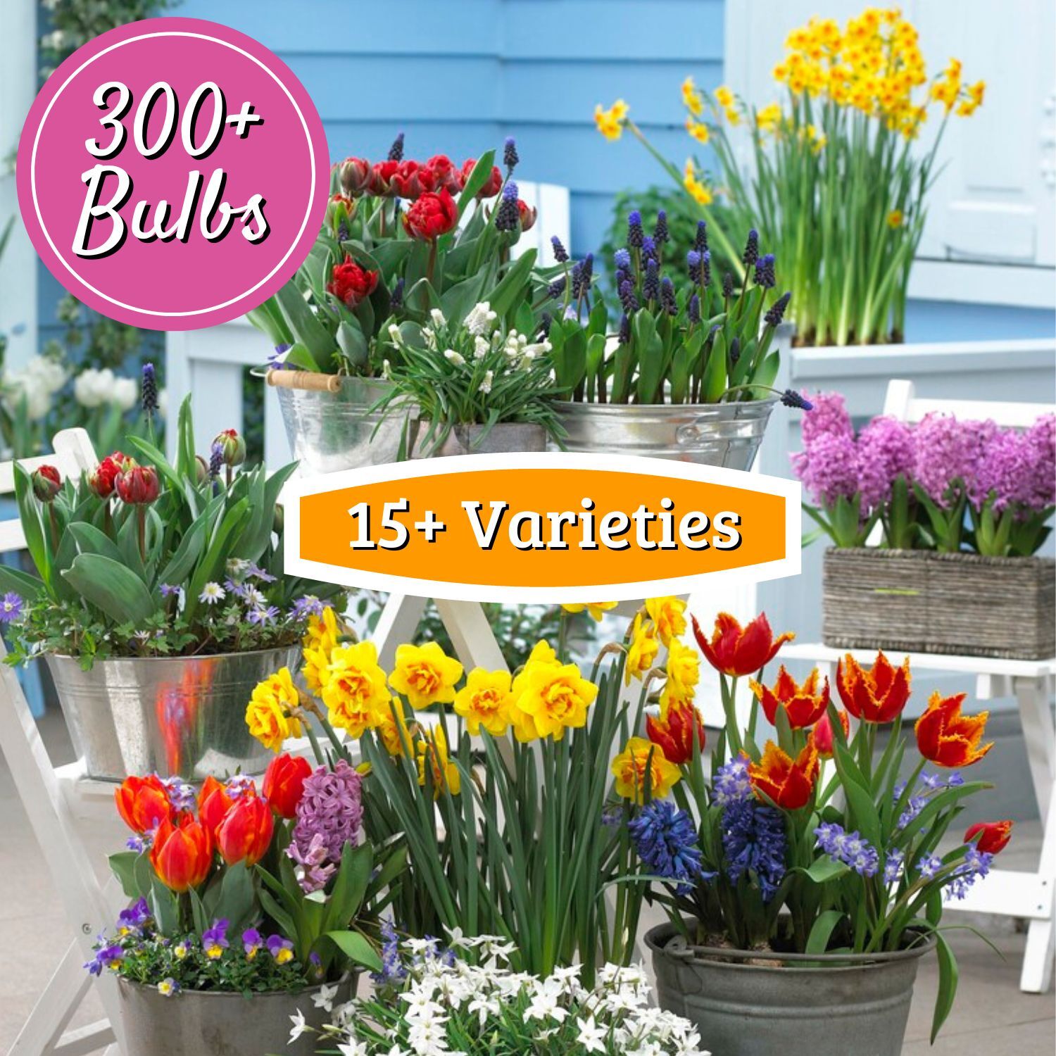 Flower Bulb Adventure Pack 300+ Bulbs – Easy To Grow Bulbs