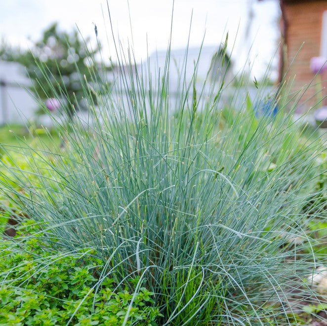 Festuca Glauca Intense Blue