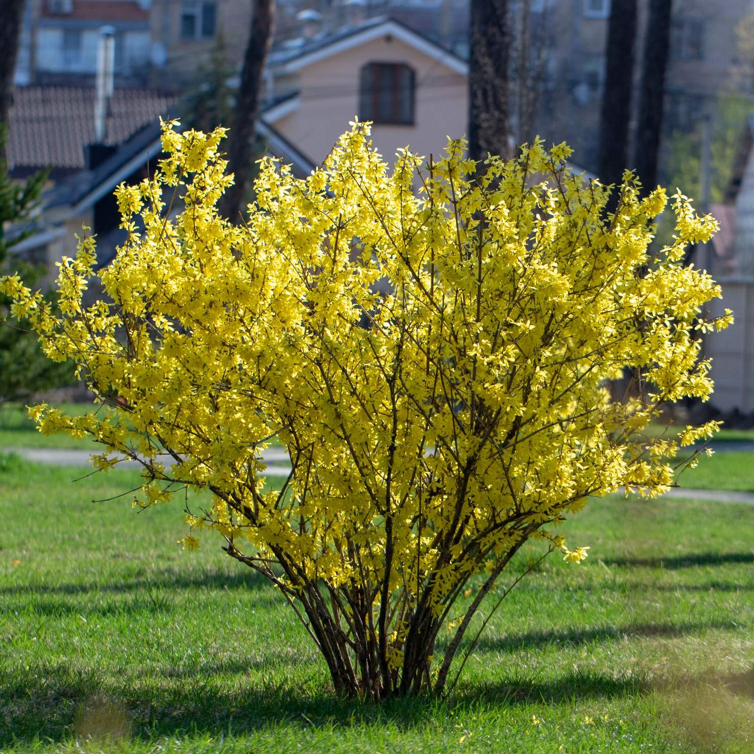 Forsythia Plant