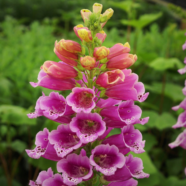 Foxglove Planting Guide - Easy to Grow Bulbs – Easy To Grow Bulbs