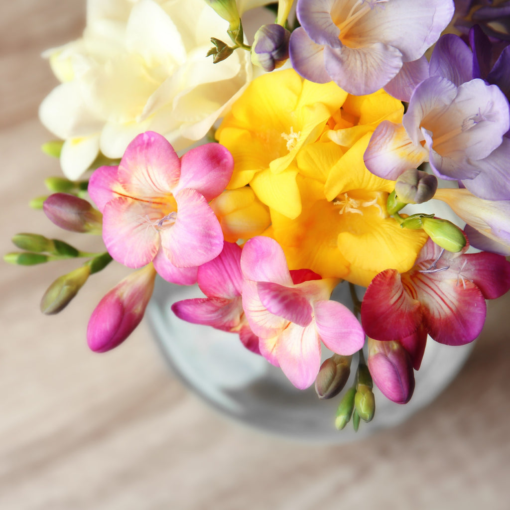 Freesia Planting & Growing Guide - Easy to Grow Bulbs – Easy To Grow Bulbs