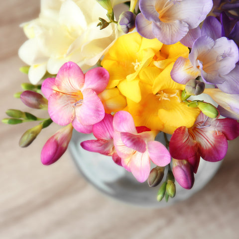 Freesia Planting & Growing Guide - Easy to Grow Bulbs – Easy To Grow Bulbs