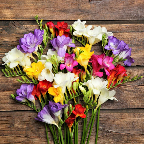 Fragrant & Colorful Freesia Bulbs for Sale Online | Doubles Mix – Easy ...