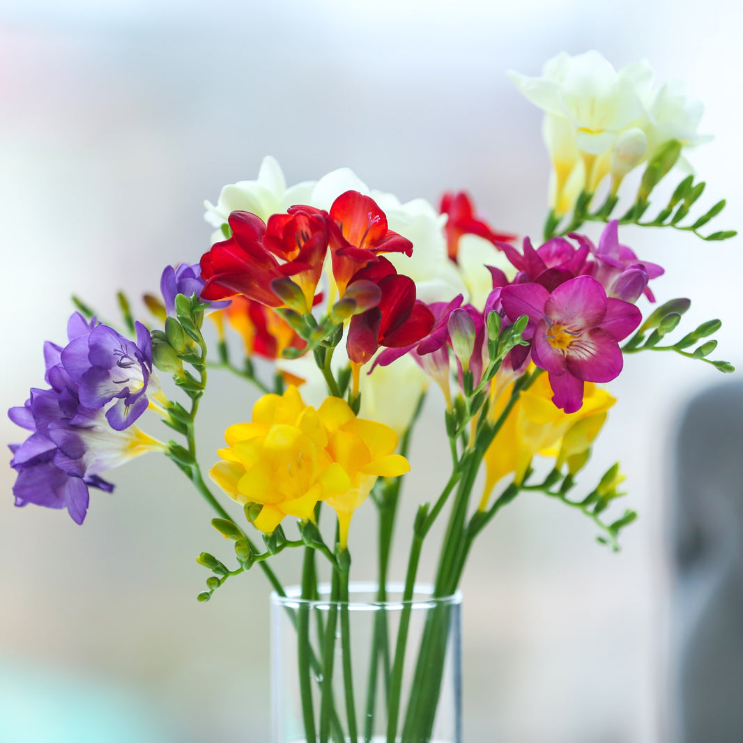 Freesia Planting & Growing Guide - Easy to Grow Bulbs – Easy To Grow Bulbs