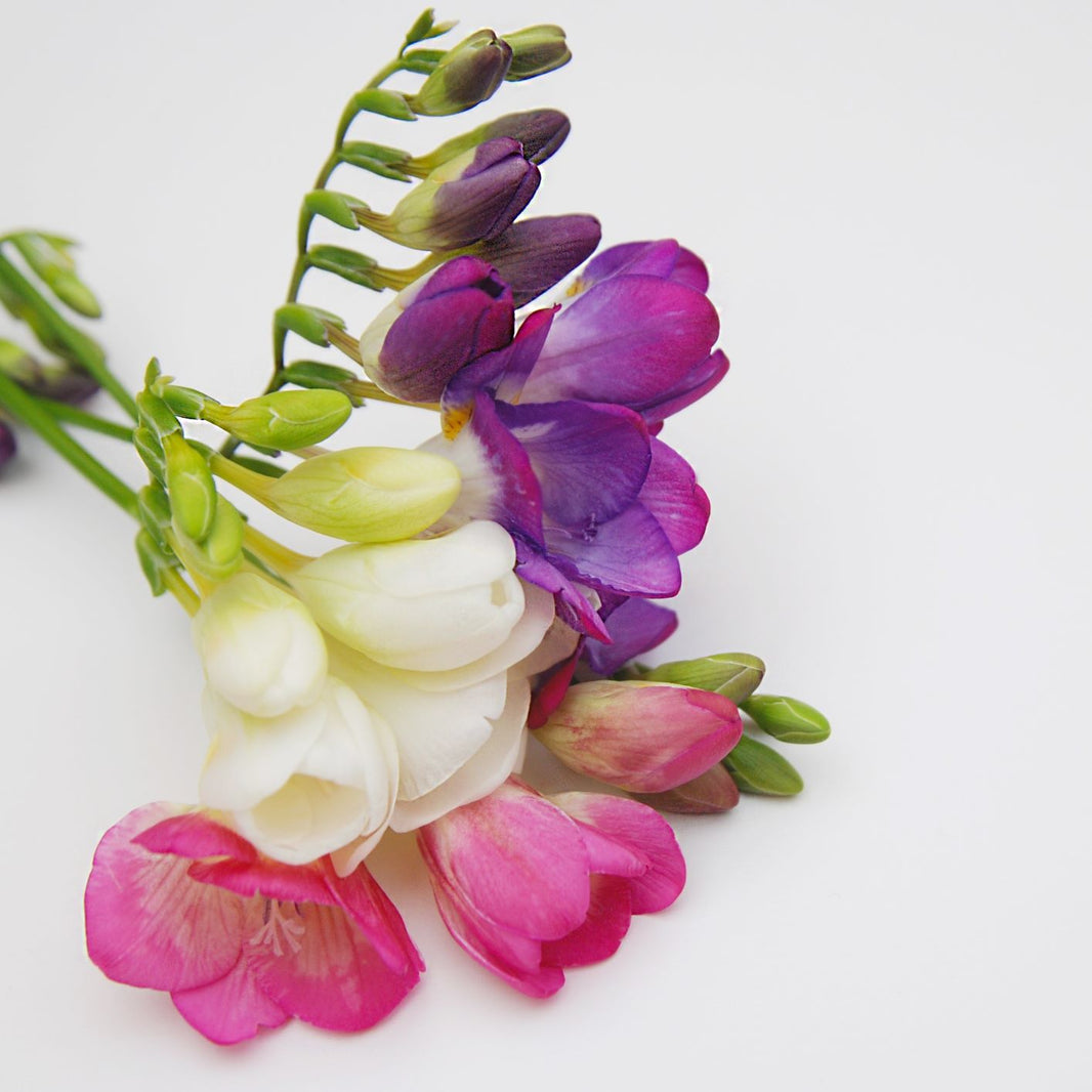 Freesia Bulbs For Sale Online | Great As Cut Flowers (Fragrant) – Easy ...