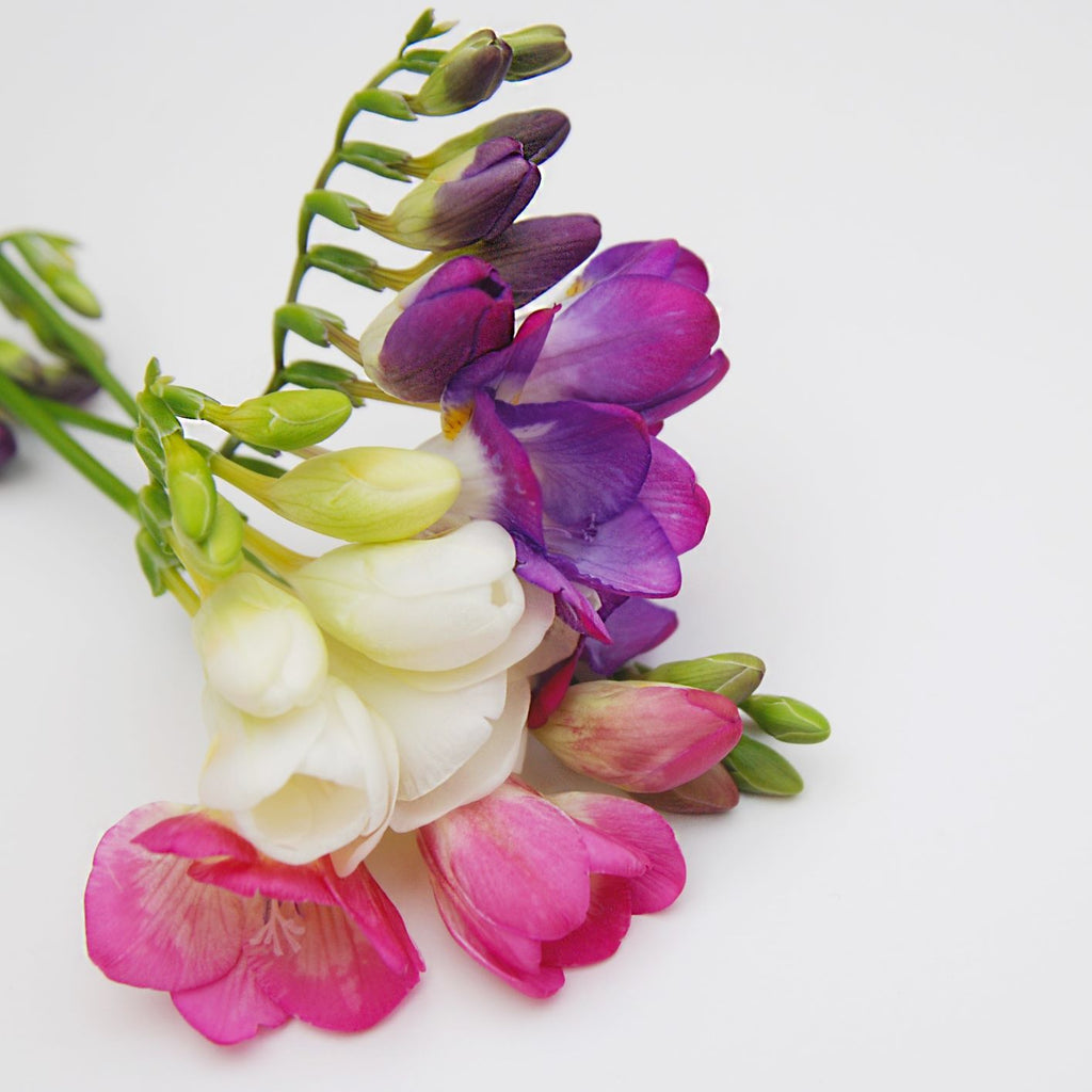 How to Plant Freesia Bulbs - Freesia Care Guide – Easy To Grow Bulbs