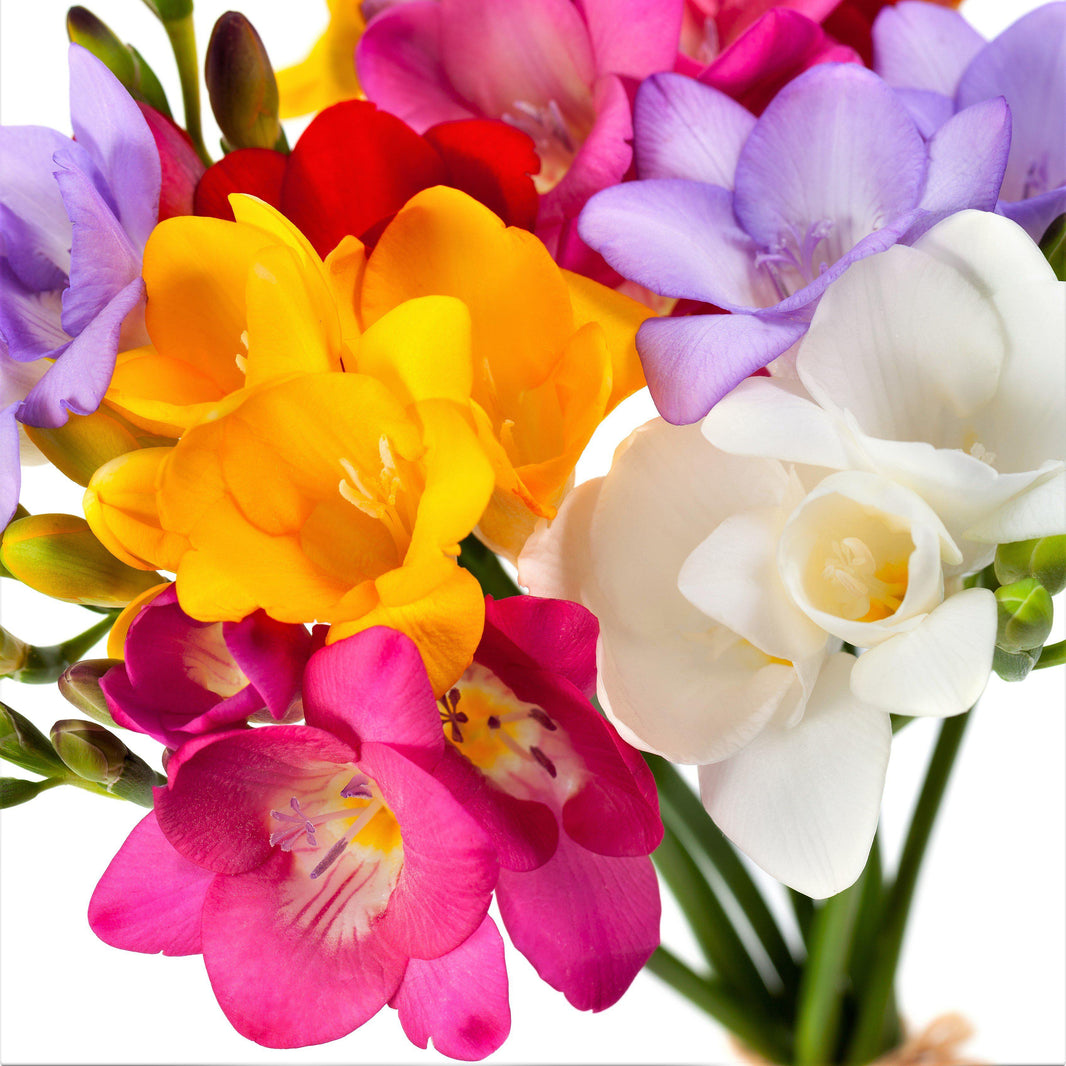 Freesia Planting & Growing Guide - Easy to Grow Bulbs – Easy To Grow Bulbs
