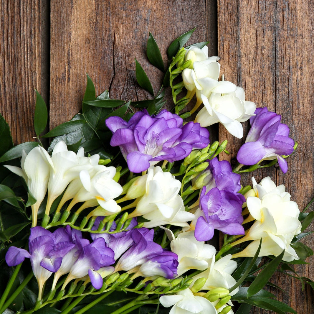Freesia Planting & Growing Guide - Easy to Grow Bulbs – Easy To Grow Bulbs