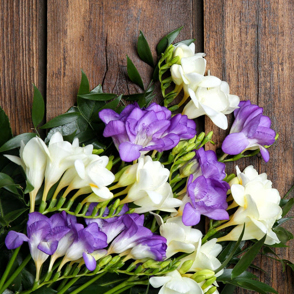 Freesia Planting & Growing Guide - Easy to Grow Bulbs – Easy To Grow Bulbs